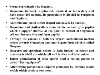 Life cycle of Pythium, Albugo, Erysiphe, Claviceps, Ustilao and ...