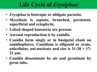 Life cycle of Pythium, Albugo, Erysiphe, Claviceps, Ustilao and ...