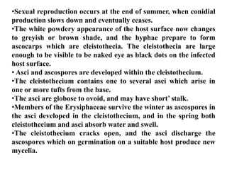 Life cycle of Pythium, Albugo, Erysiphe, Claviceps, Ustilao and ...