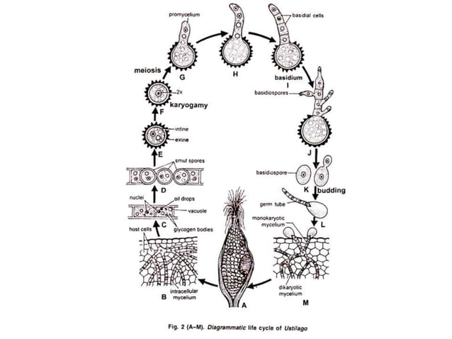 Life cycle of Pythium, Albugo, Erysiphe, Claviceps, Ustilao and ...