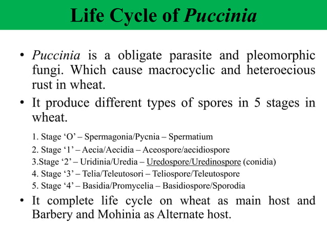 Life cycle of Pythium, Albugo, Erysiphe, Claviceps, Ustilao and ...