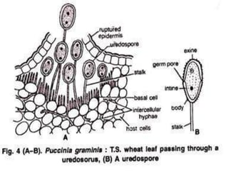 Life cycle of Pythium, Albugo, Erysiphe, Claviceps, Ustilao and ...