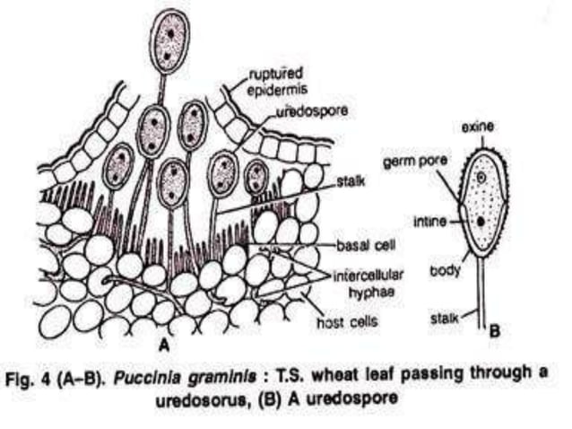 Life cycle of Pythium, Albugo, Erysiphe, Claviceps, Ustilao and ...