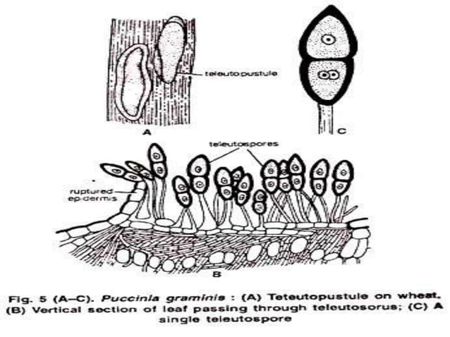Life cycle of Pythium, Albugo, Erysiphe, Claviceps, Ustilao and ...
