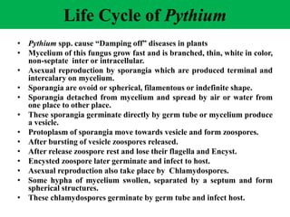 Life cycle of Pythium, Albugo, Erysiphe, Claviceps, Ustilao and ...