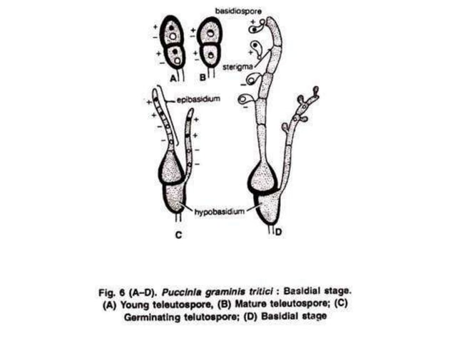 Life cycle of Pythium, Albugo, Erysiphe, Claviceps, Ustilao and ...