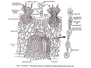 Life cycle of Pythium, Albugo, Erysiphe, Claviceps, Ustilao and ...
