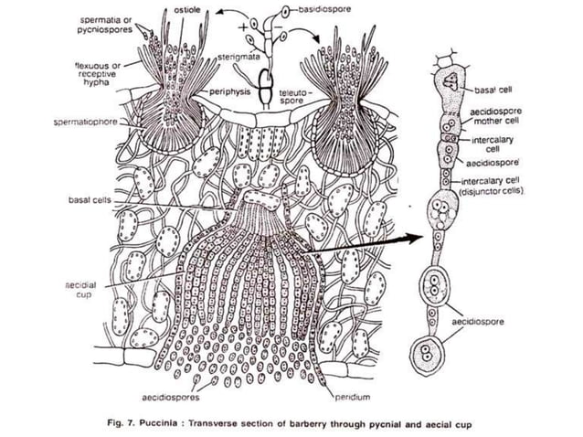 Life cycle of Pythium, Albugo, Erysiphe, Claviceps, Ustilao and ...