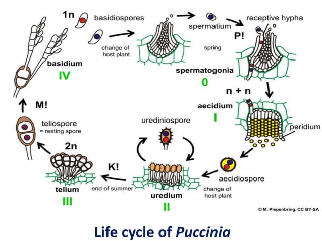 Life cycle of Pythium, Albugo, Erysiphe, Claviceps, Ustilao and ...