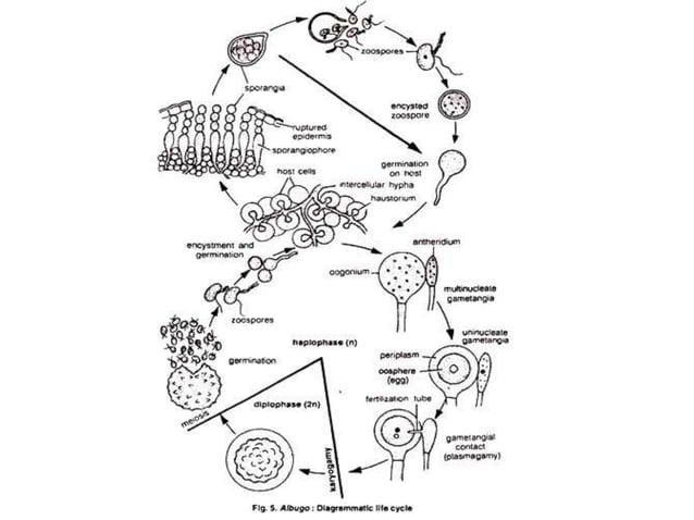 Life cycle of Pythium, Albugo, Erysiphe, Claviceps, Ustilao and ...