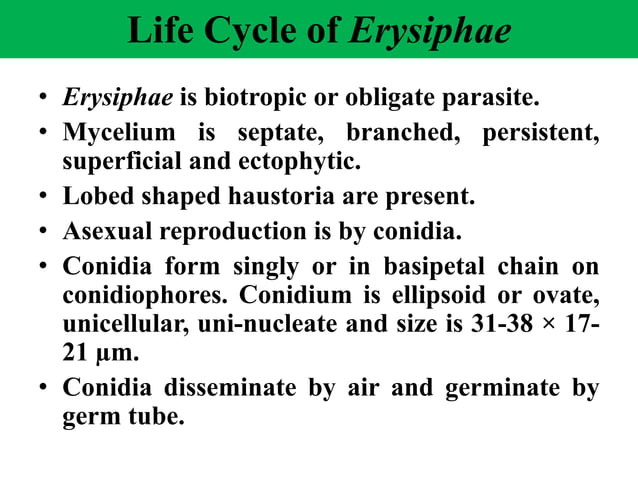 Life cycle of Pythium, Albugo, Erysiphe, Claviceps, Ustilao and ...