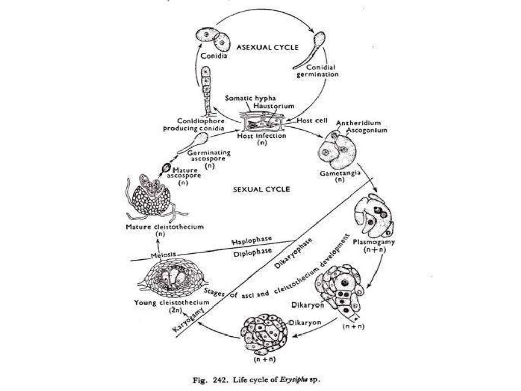 Life cycle of Pythium, Albugo, Erysiphe, Claviceps, Ustilao and Pucci…