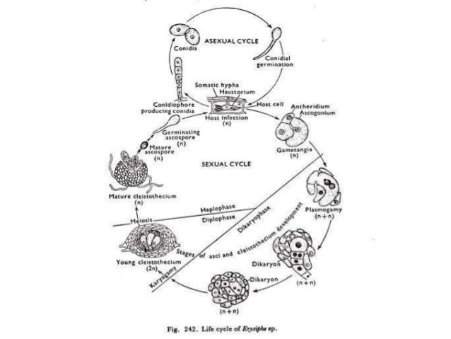 Life cycle of Pythium, Albugo, Erysiphe, Claviceps, Ustilao and Pucci…