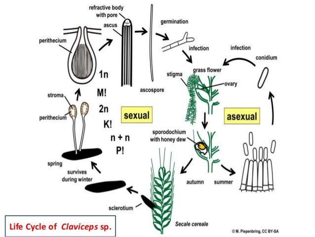 Life cycle of Pythium, Albugo, Erysiphe, Claviceps, Ustilao and Pucci…