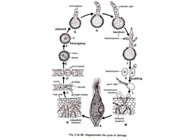 Life cycle of Pythium, Albugo, Erysiphe, Claviceps, Ustilao and Pucci…