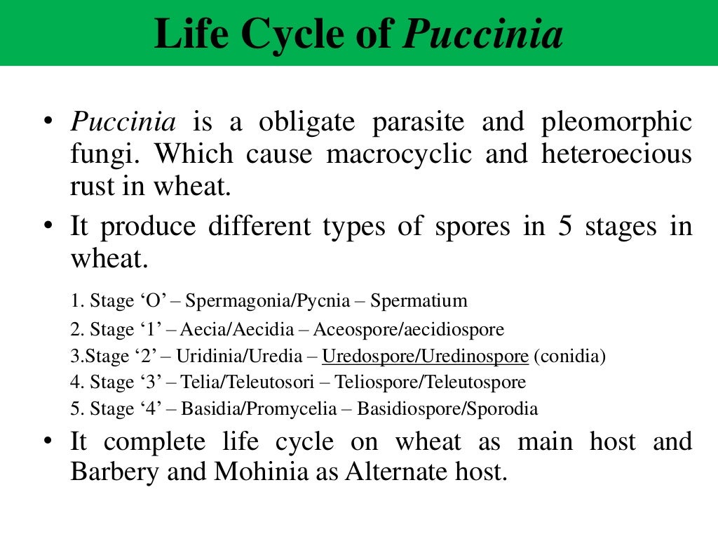 Life cycle of Pythium, Albugo, Erysiphe, Claviceps, Ustilao and Pucci…