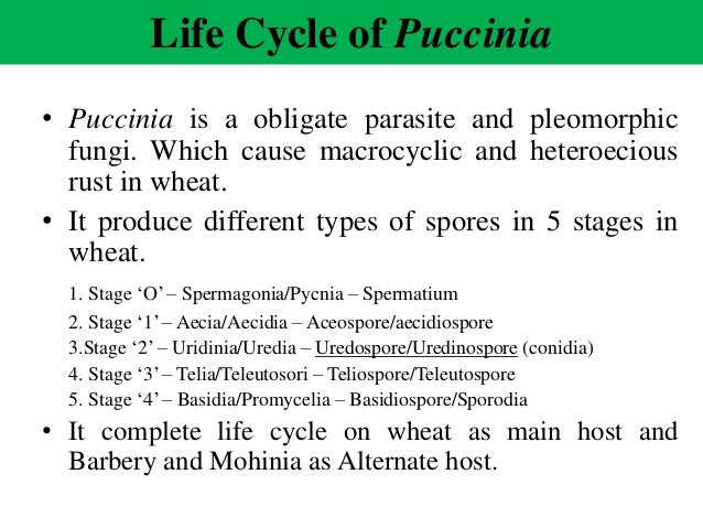 Life cycle of Pythium, Albugo, Erysiphe, Claviceps, Ustilao and Pucci…