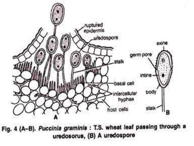 Life cycle of Pythium, Albugo, Erysiphe, Claviceps, Ustilao and Pucci…