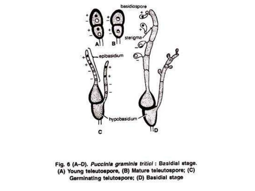 Life cycle of Pythium, Albugo, Erysiphe, Claviceps, Ustilao and Pucci…