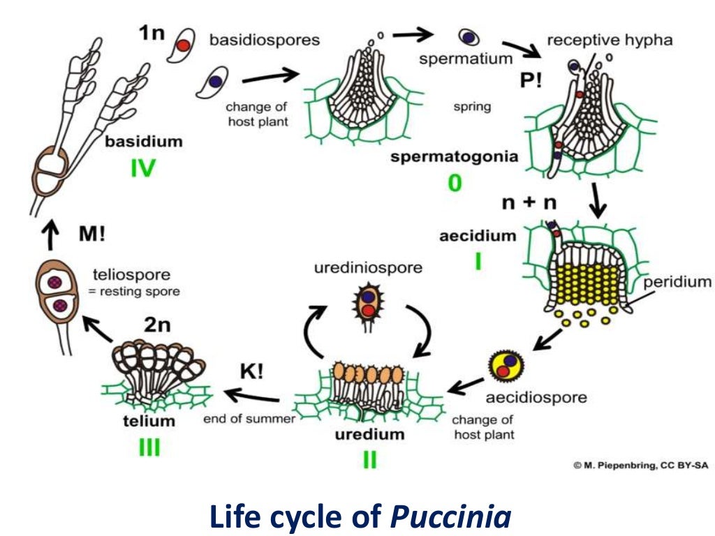 Life cycle of Pythium, Albugo, Erysiphe, Claviceps, Ustilao and Pucci…