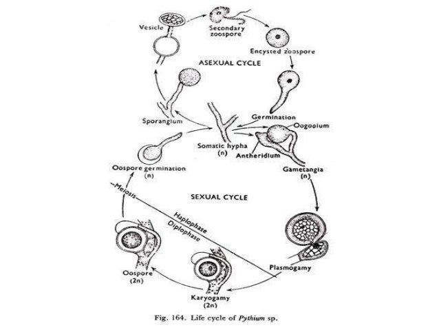 Life cycle of Pythium, Albugo, Erysiphe, Claviceps, Ustilao and Pucci…