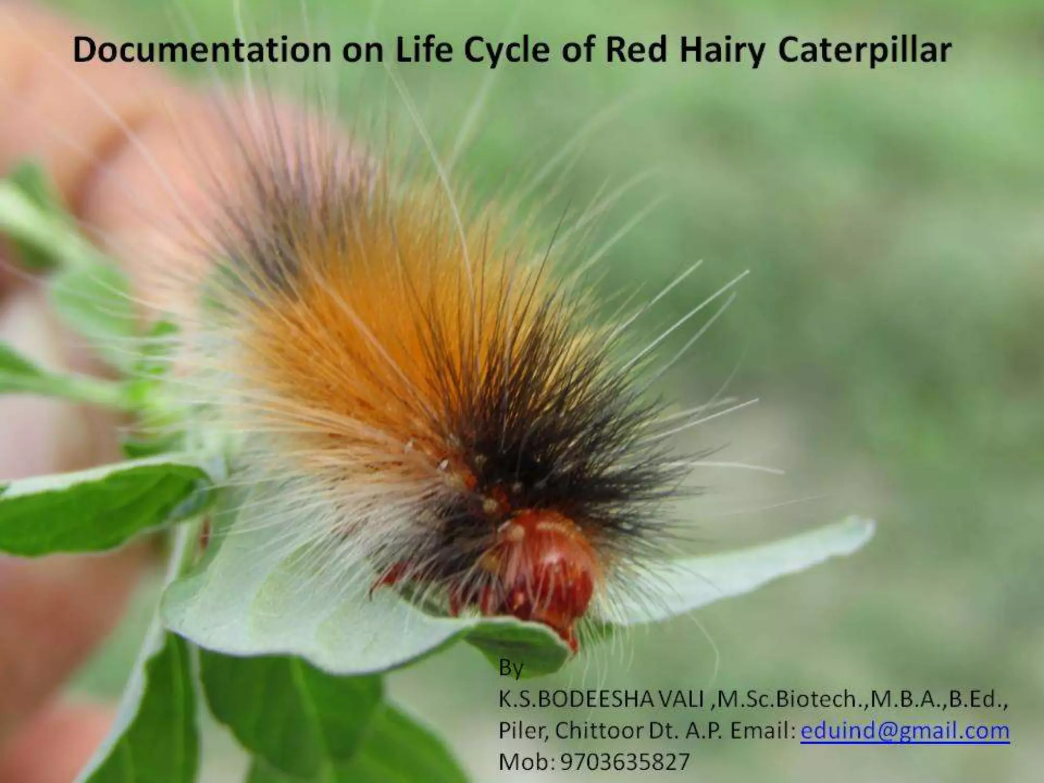 Life cycle of red hairy caterpillar | PPSX