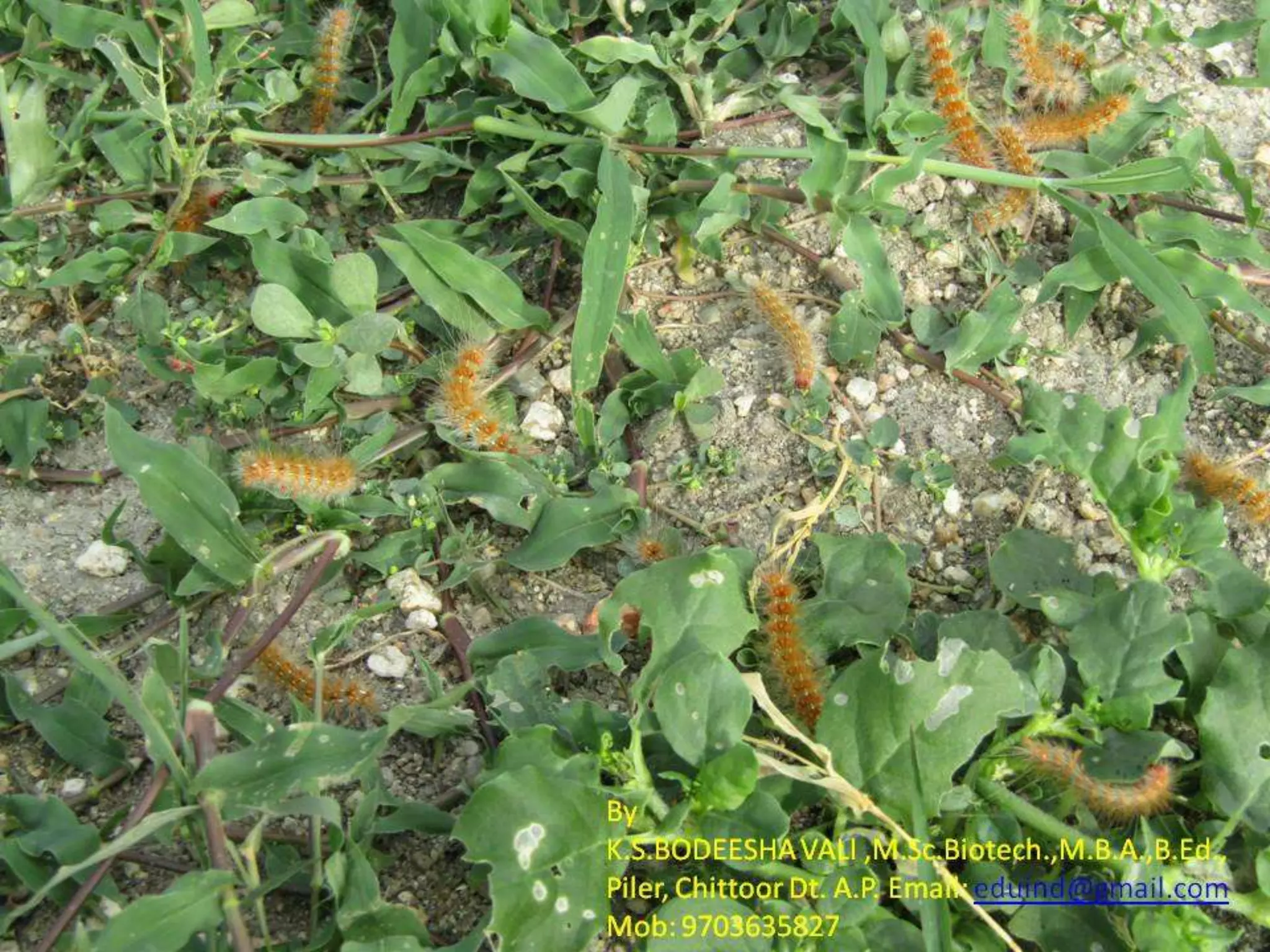 Life cycle of red hairy caterpillar | PPSX