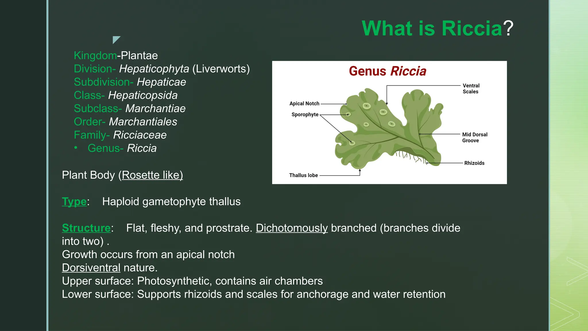 Life cycle of riccia. BSc-1 ^J project.pptx