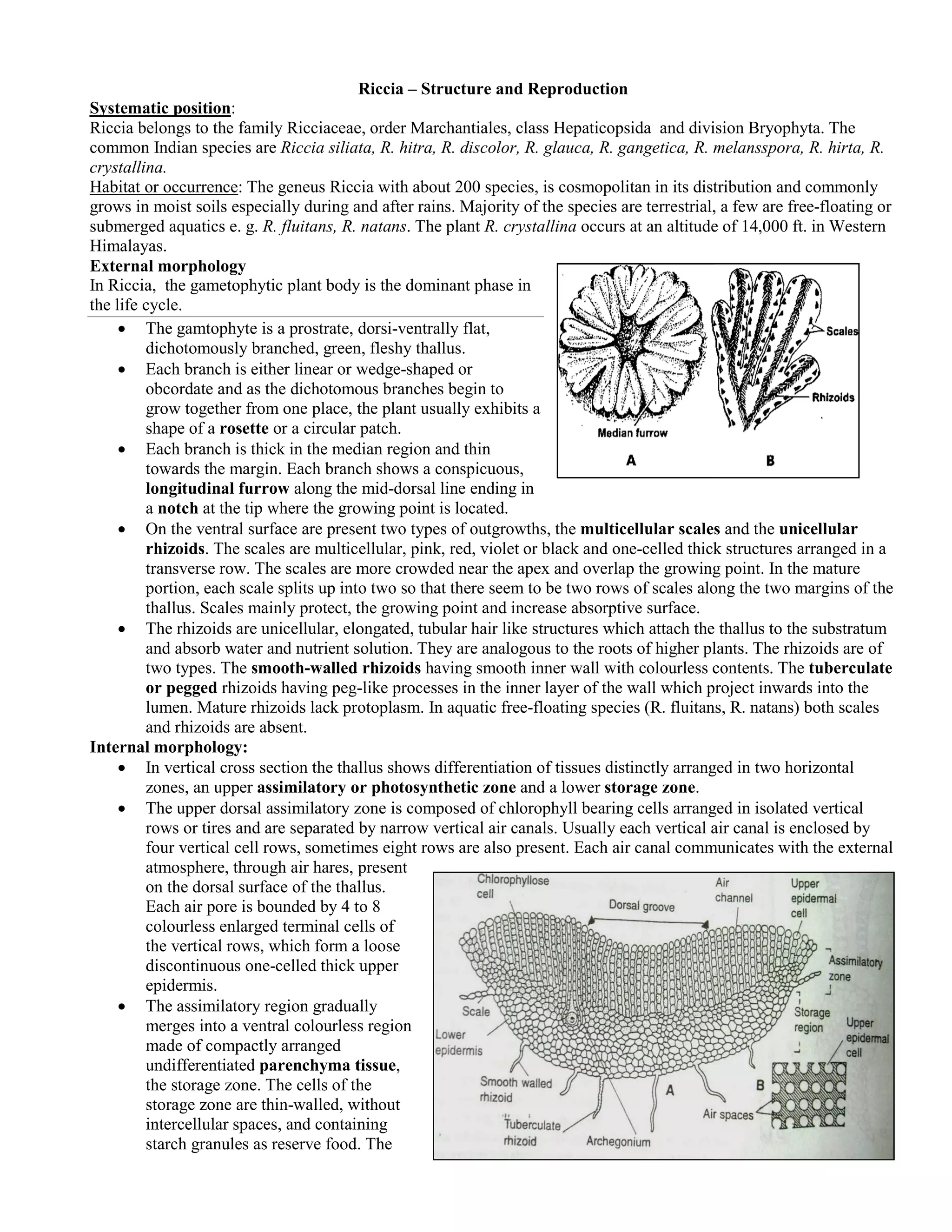Life cycle of_riccia-jb | PDF