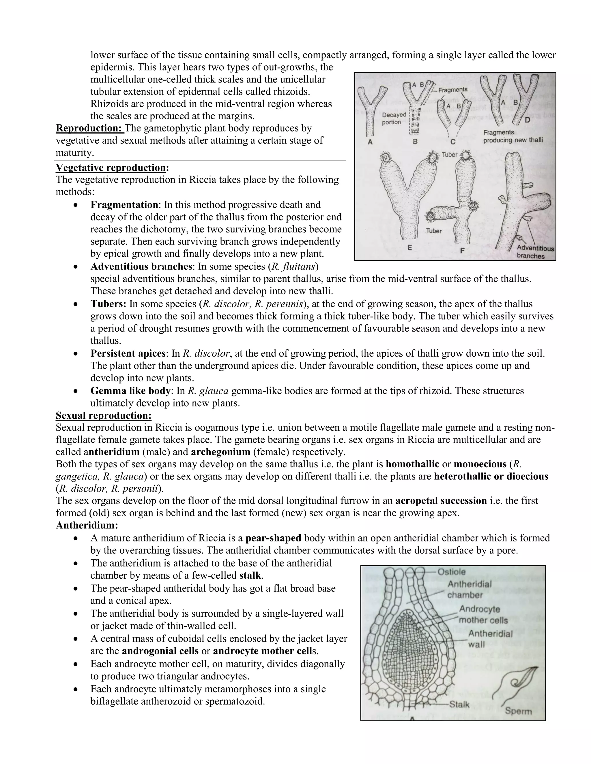 Life cycle of_riccia-jb | PDF