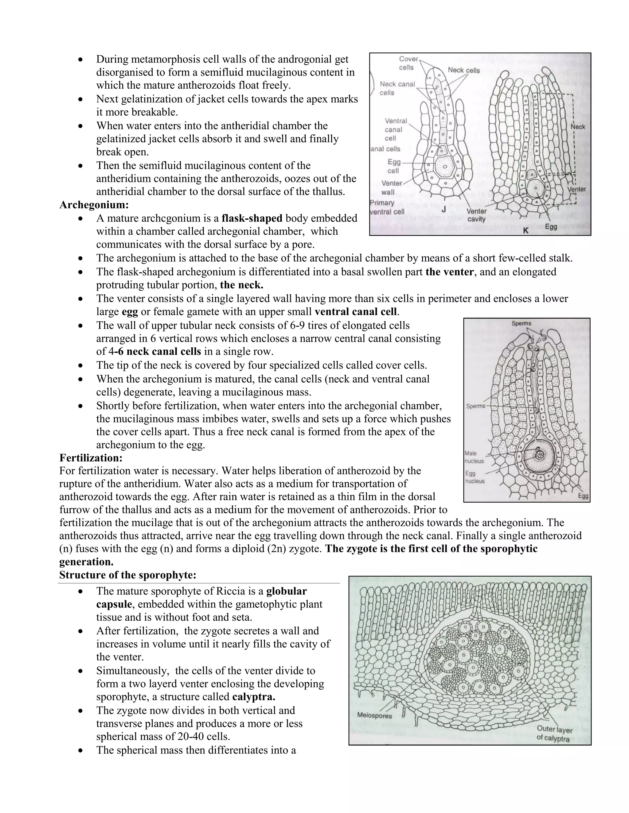 Life cycle of_riccia-jb | PDF