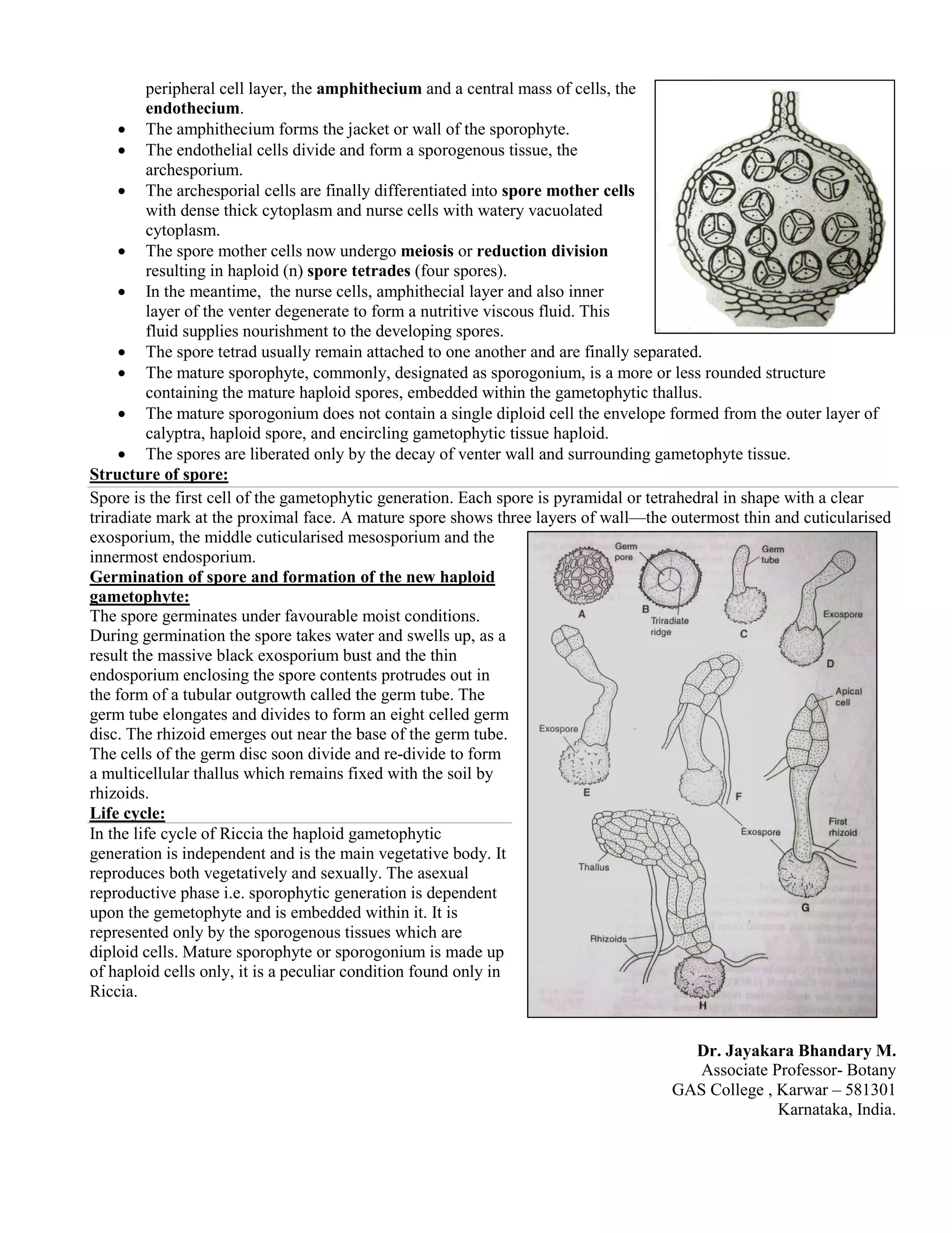 Life cycle of_riccia-jb | PDF