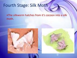 Govind Life cycle of silk moth | PPTX | Desserts and Baking | Food & Drink