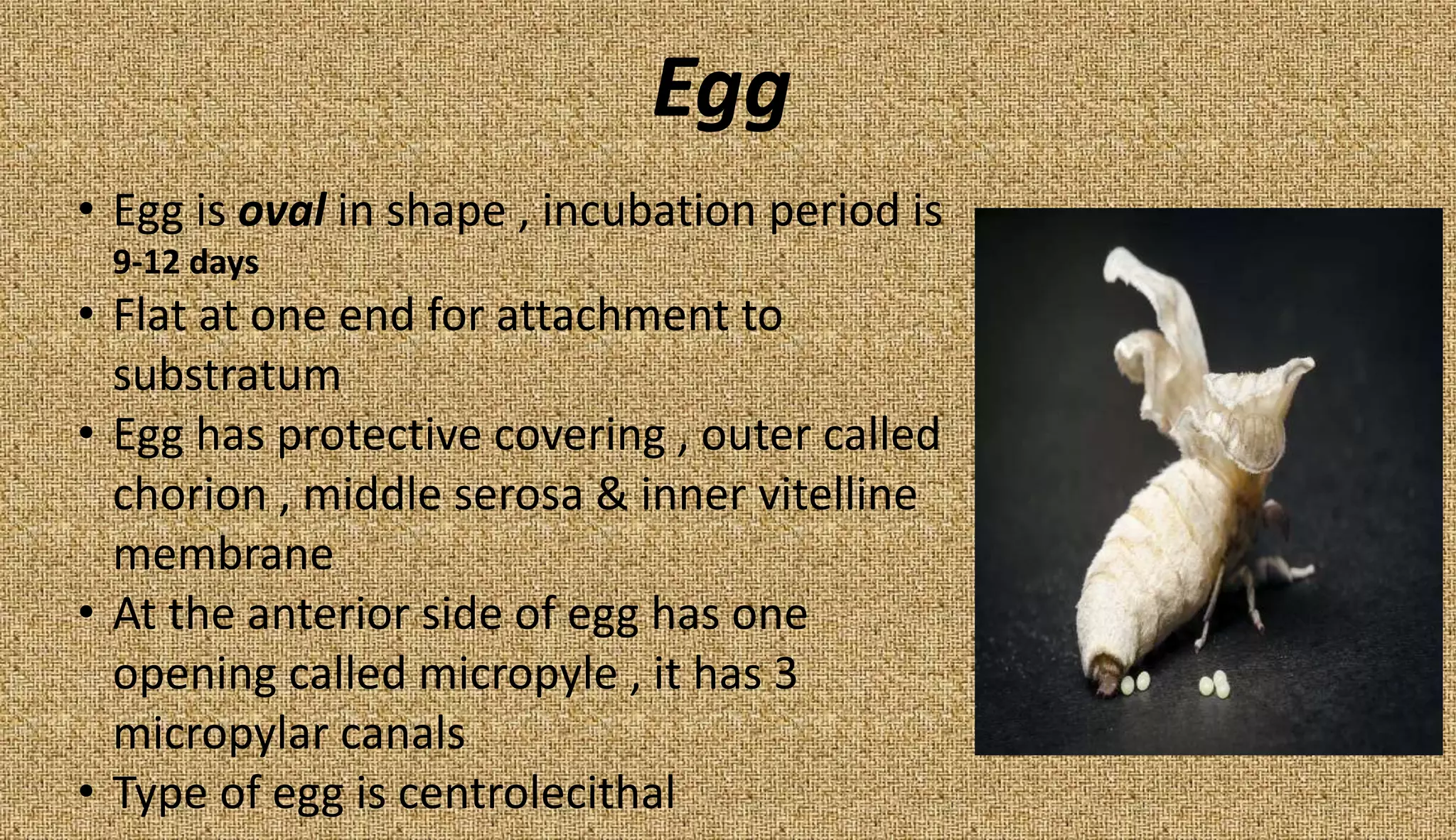 Silkworm Life Cycle Ppt A Single Cell Transcriptomic Atlas