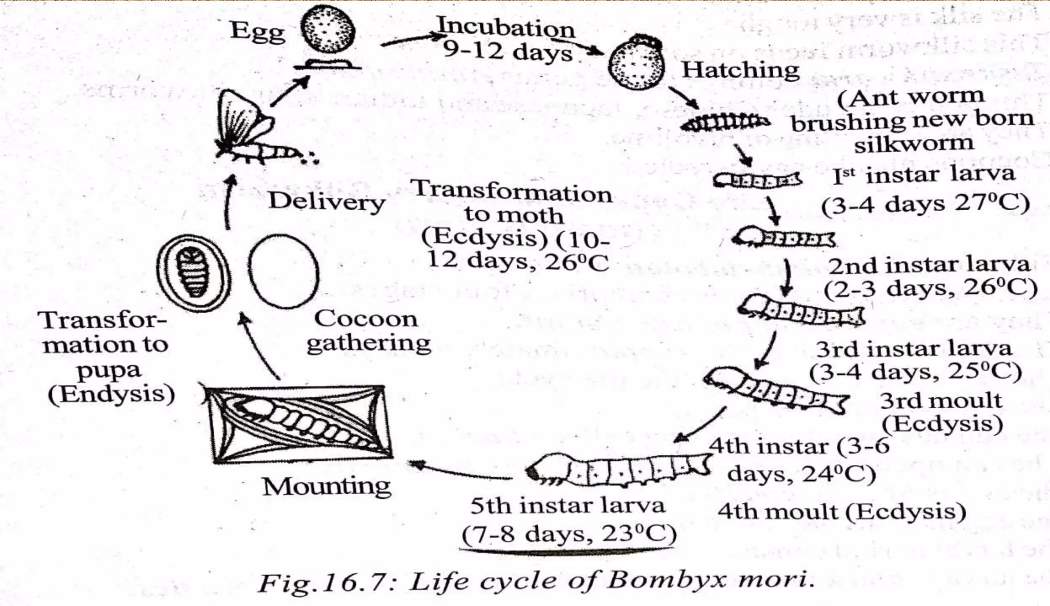 Life cycle of silkworm | PPTX