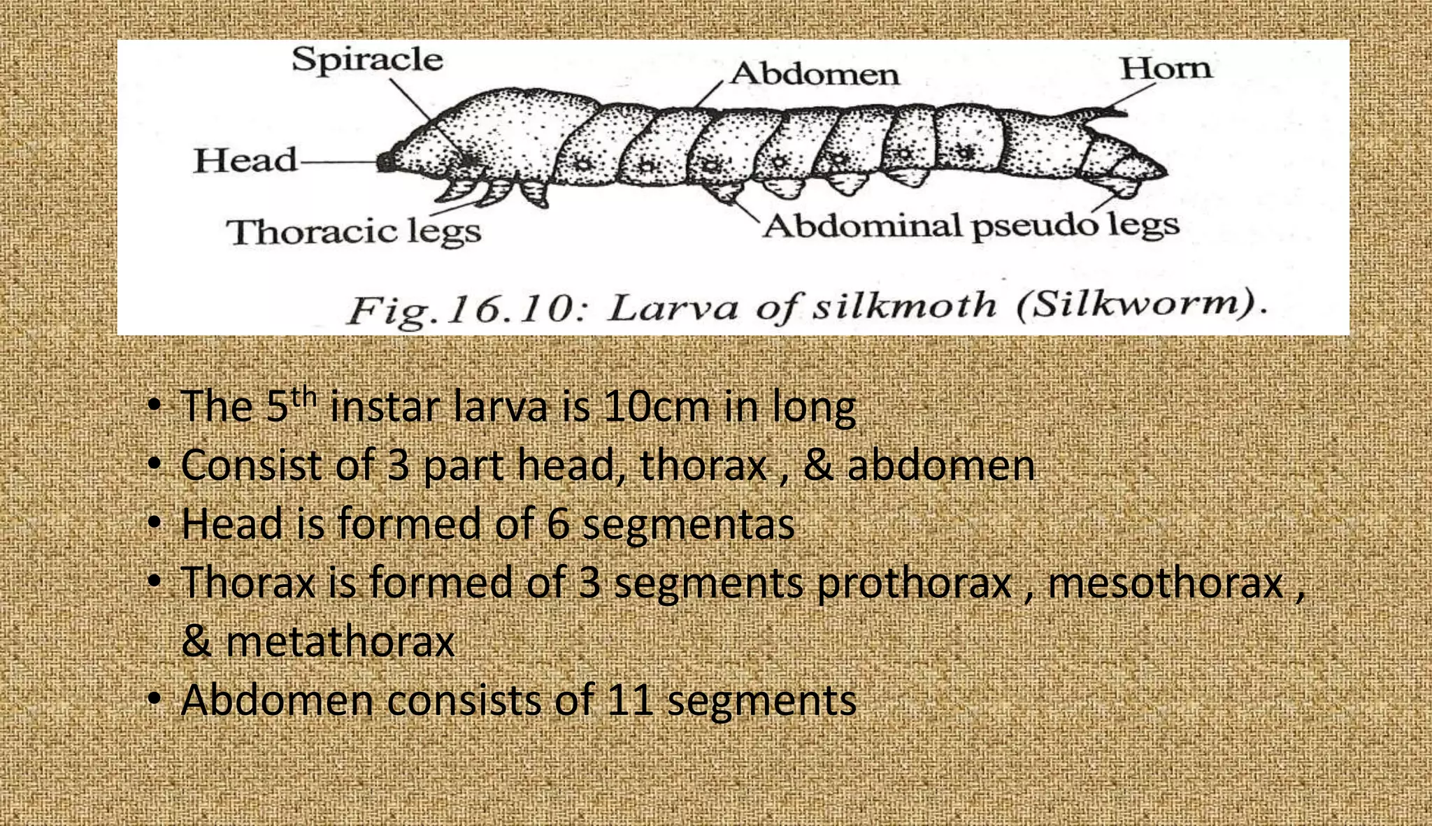 Life cycle of silkworm | PPTX