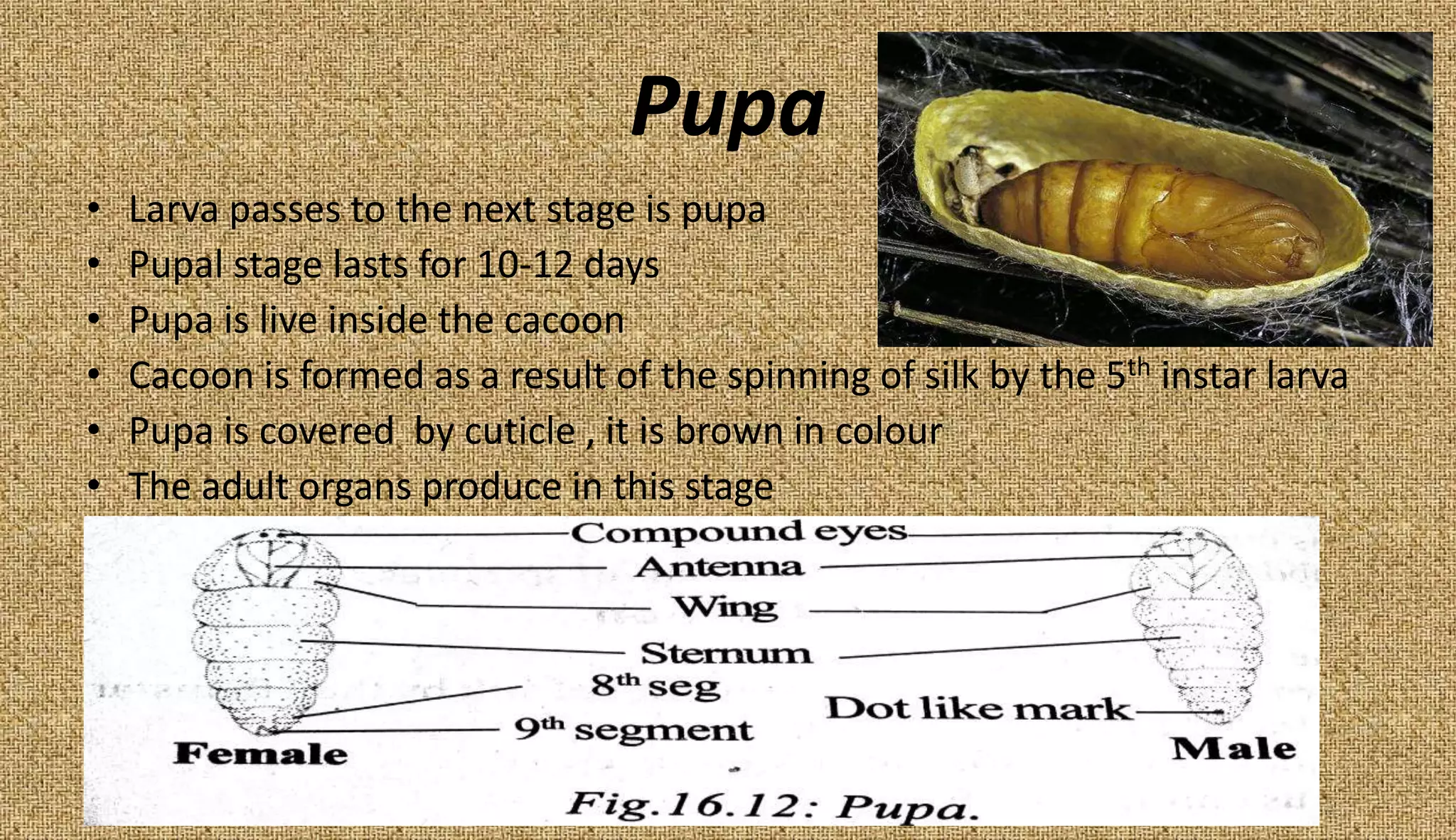 Life cycle of silkworm | PPTX