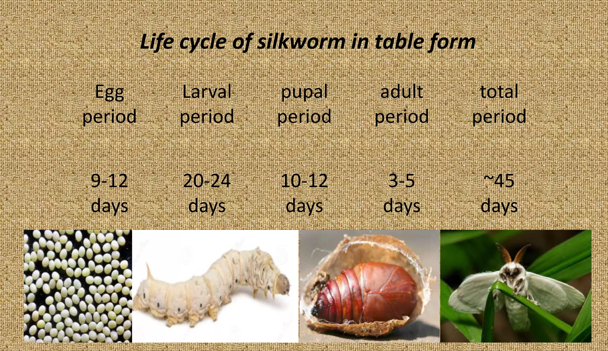 Life cycle of silkworm | PPTX