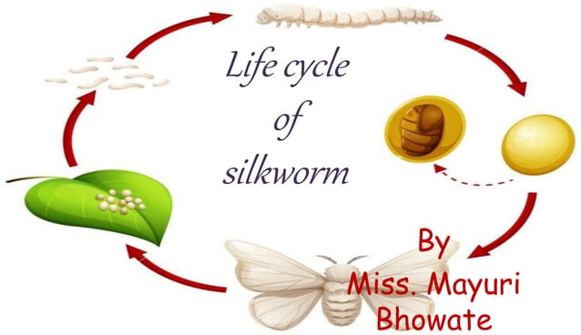 Life cycle of silkworm | PPTX