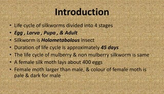 Life cycle of silkworm | PPTX
