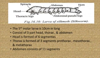 Life cycle of silkworm | PPTX