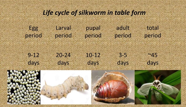 Life cycle of silkworm | PPTX