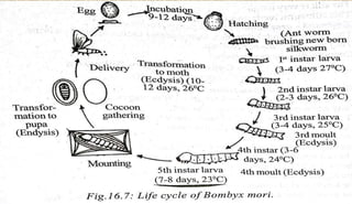 Silkworm Life Cycle
