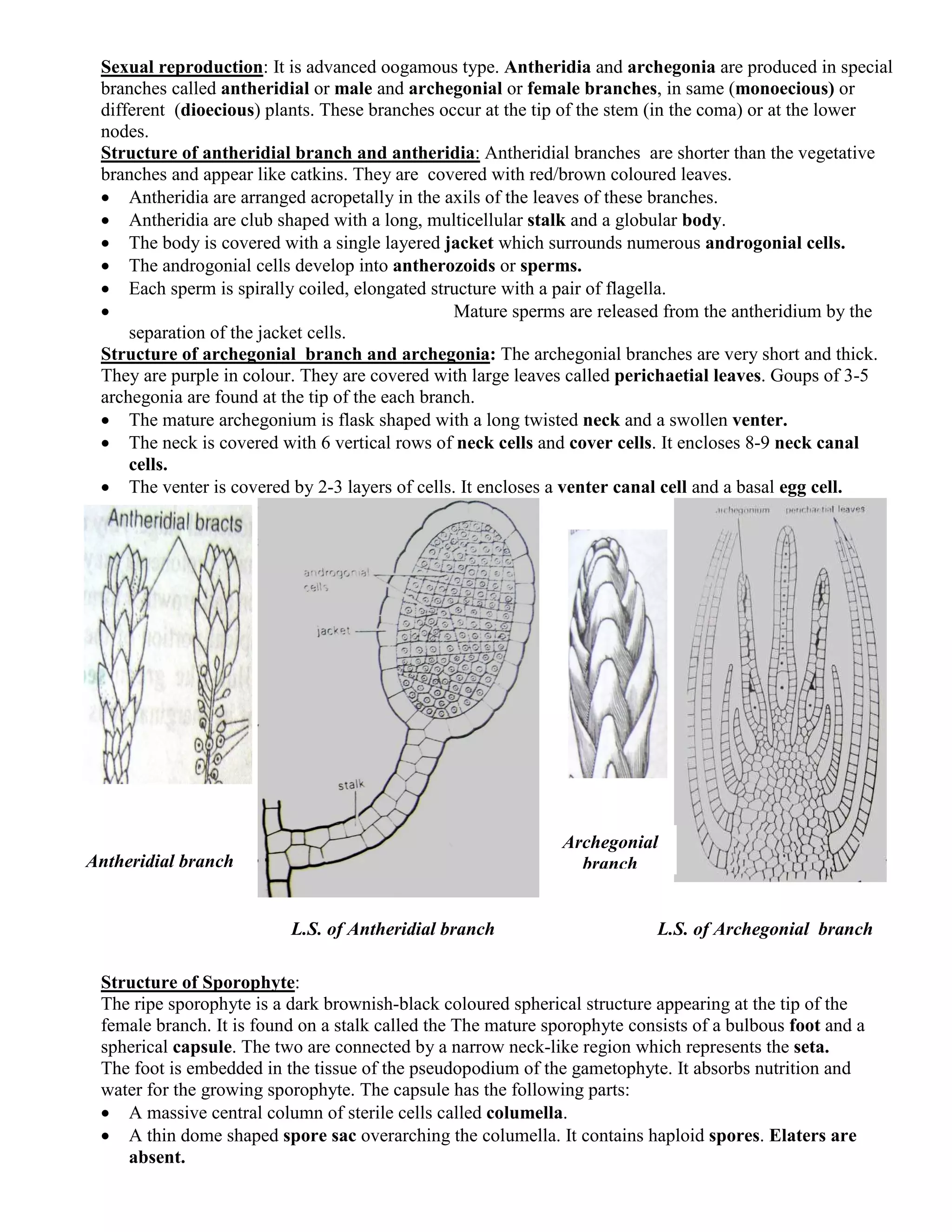 Life cycle of_sphagnum | PDF