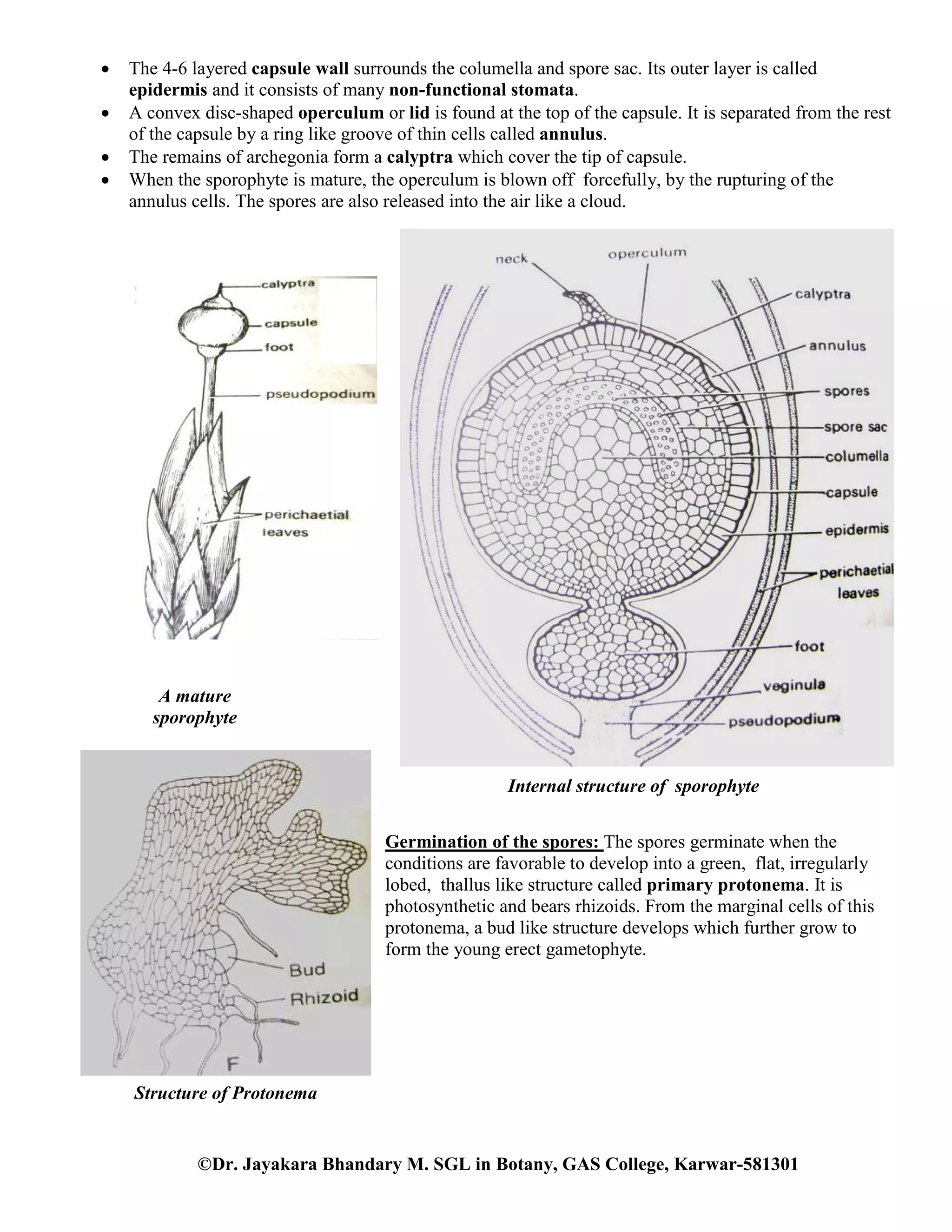 Life cycle of_sphagnum | PDF