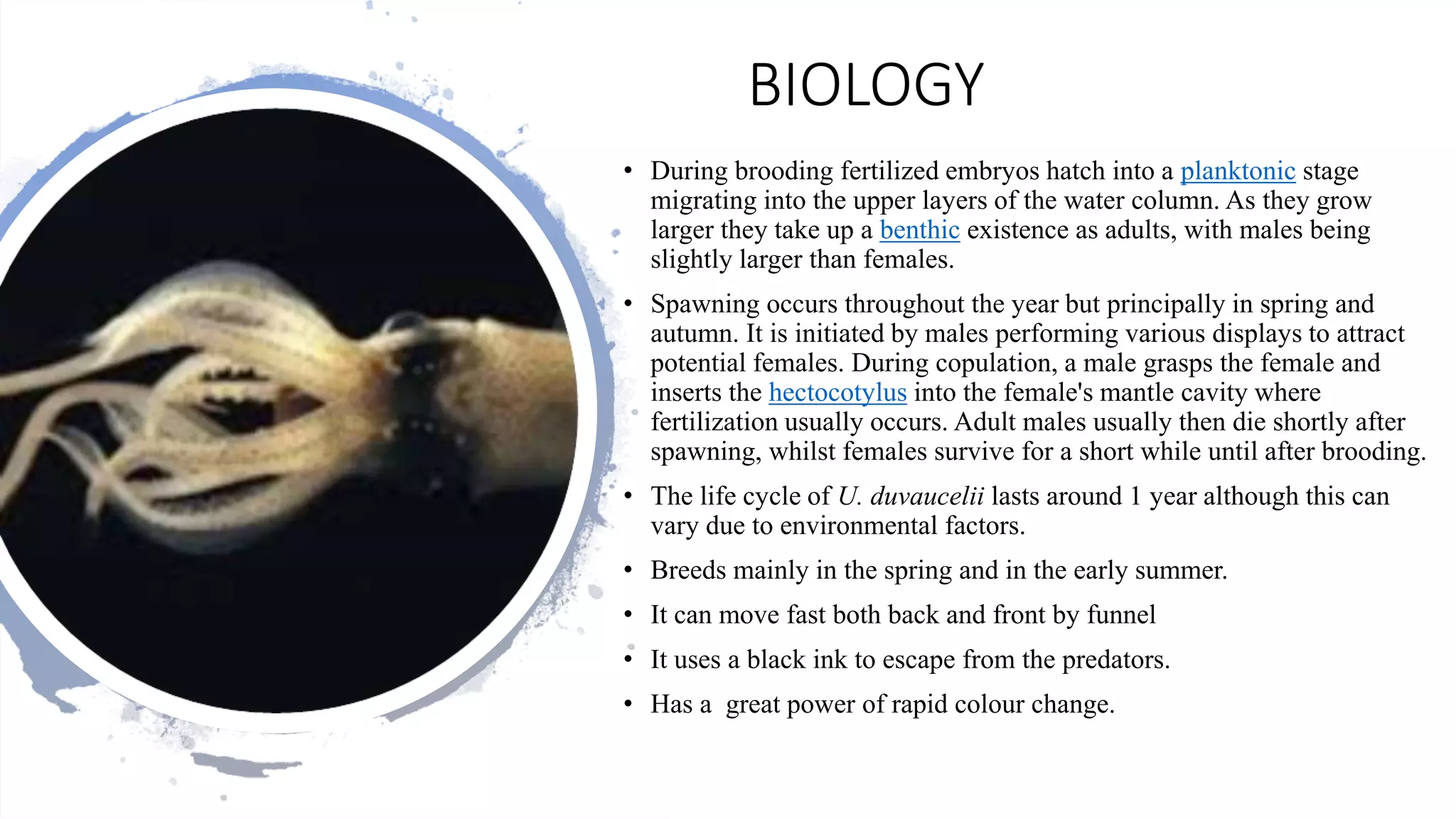 Life cycle of squid | PPT