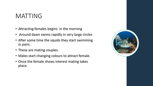 Life cycle of squid | PPTX | Infertility | Reproductive Health