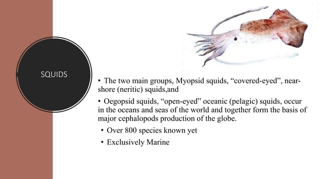 Life cycle of squid | PPT