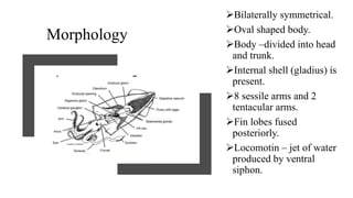Life cycle of squid | PPTX
