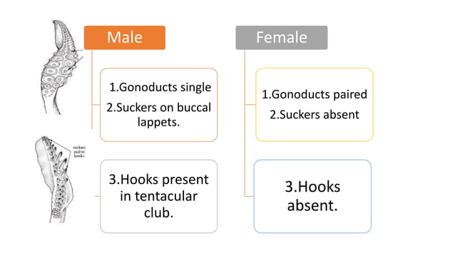 Life cycle of squid | PPTX | Infertility | Reproductive Health